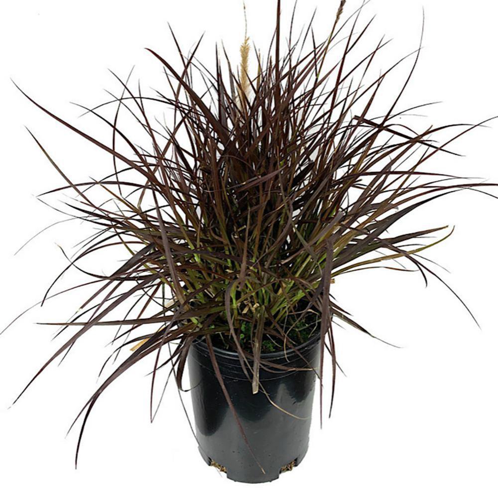 Planta Natural Tropical Presentaciones Surtidas - Florasol - cemacogt