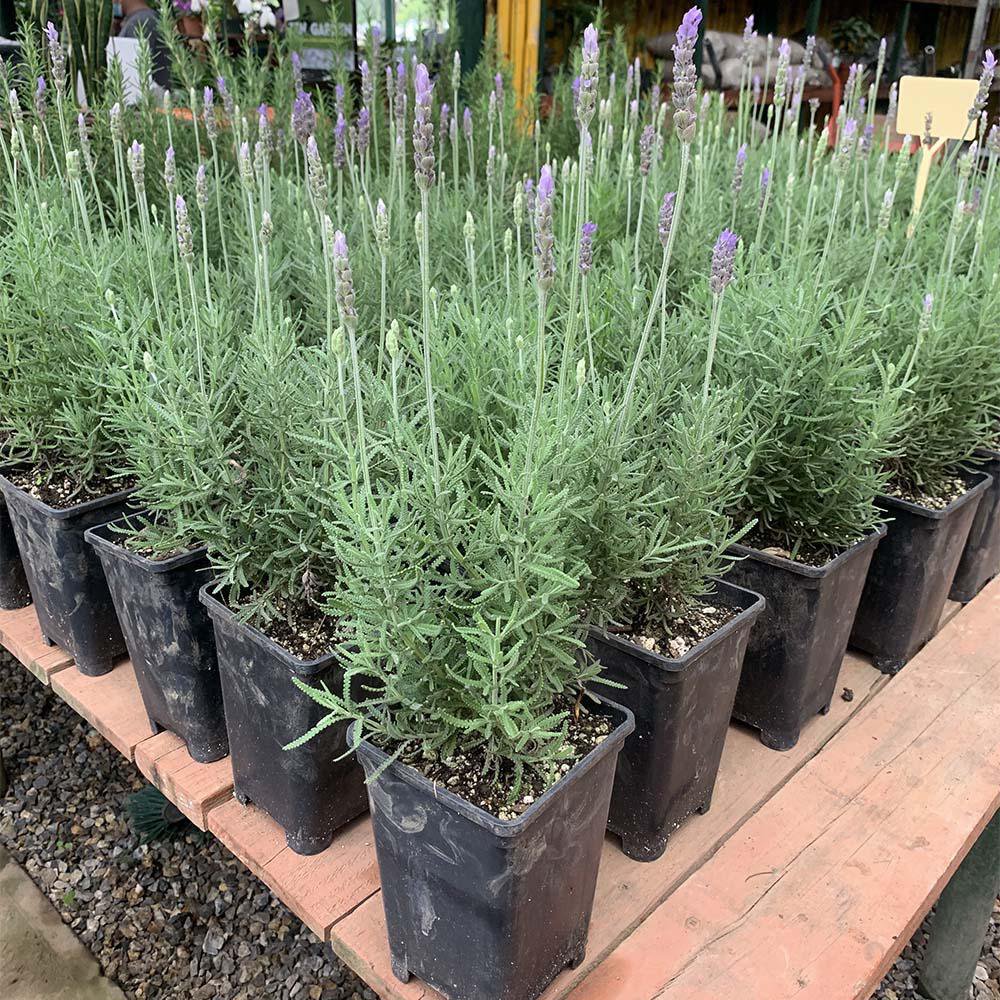 Planta Natural Tropical Presentaciones Surtidas - Florasol - cemacogt