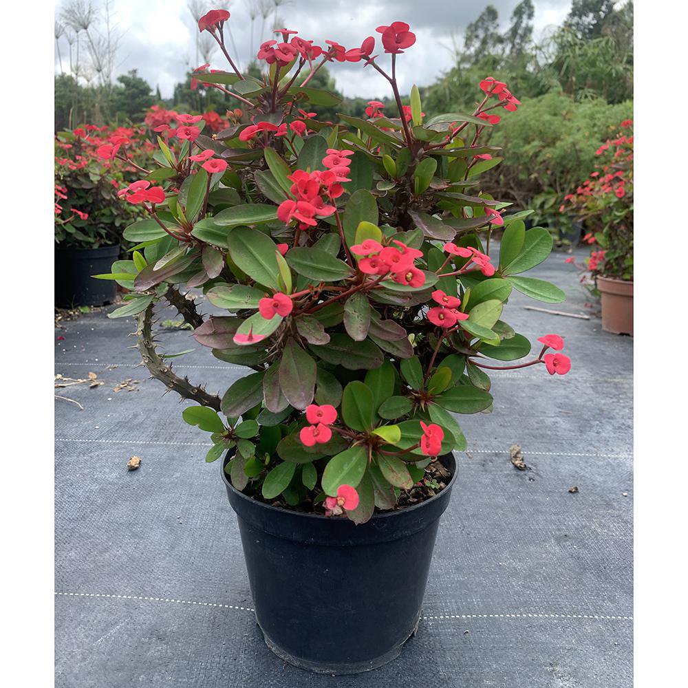 Planta Natural Tropical Presentaciones Surtidas - Florasol - cemacogt