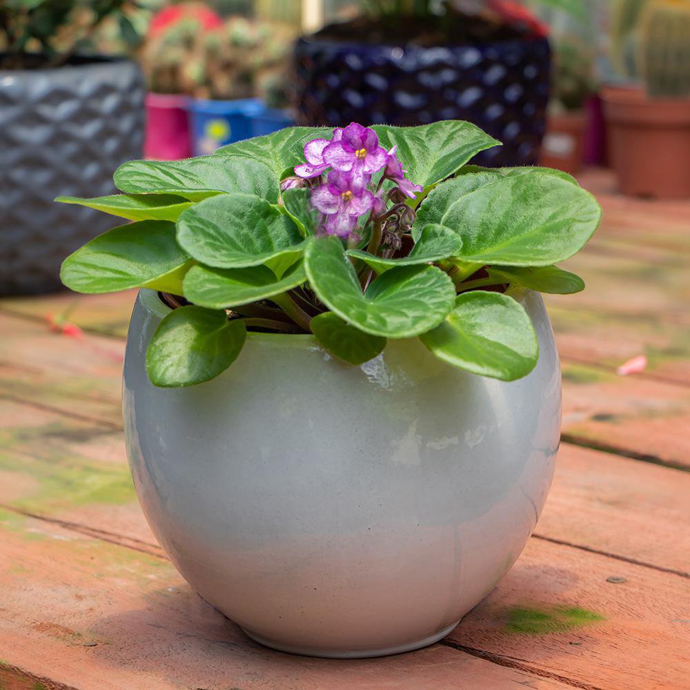 Canasta Colgante Grande Plantas Vivas Colores Surtidos - Florasol ...